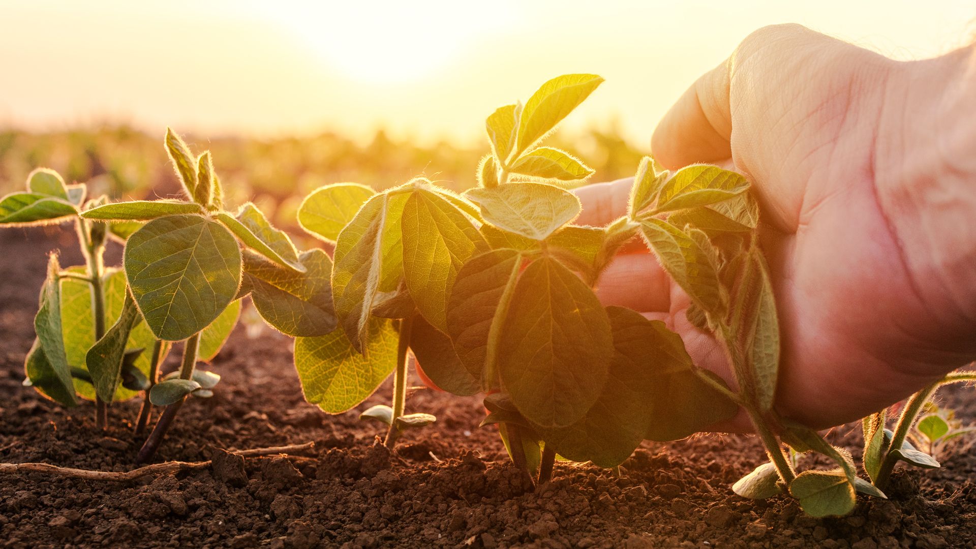 Lesson 04 | Plant Biodiversity - Topic